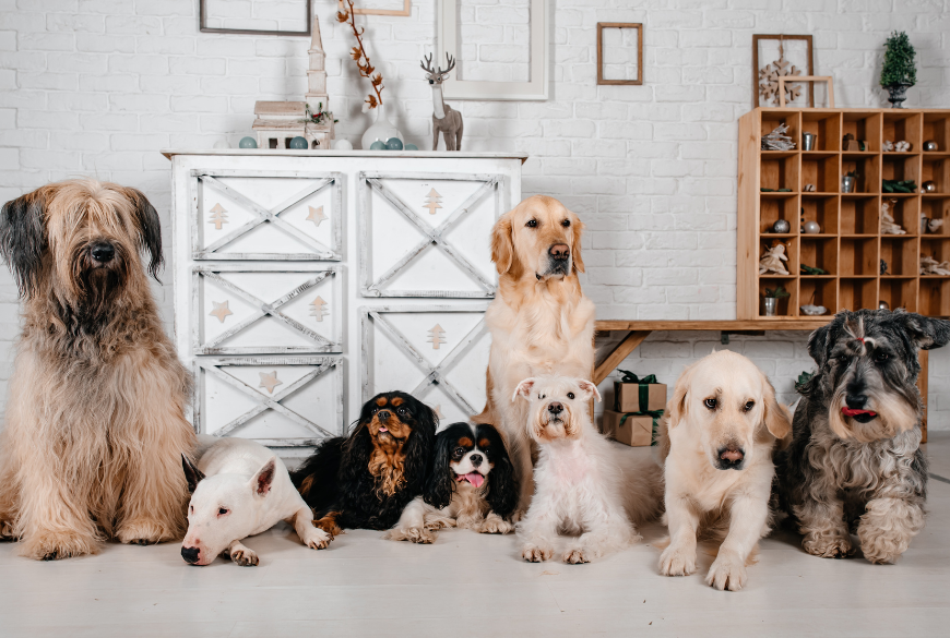 How Many Dog Breeds Are There In The World