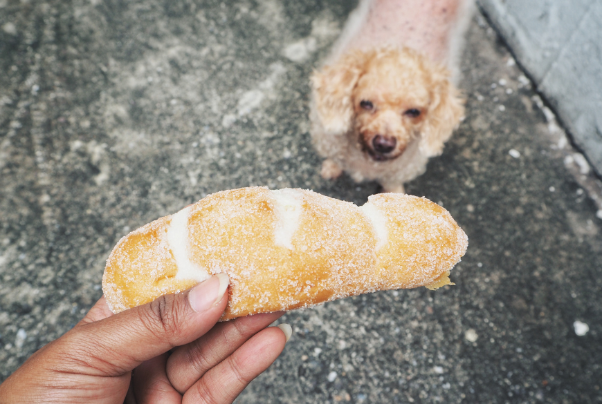 Can Dogs Eat Bread? Understanding the Risks and Benefits