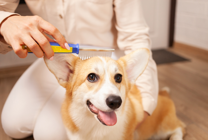 The Importance Of Brushing Your Dog S Coat
