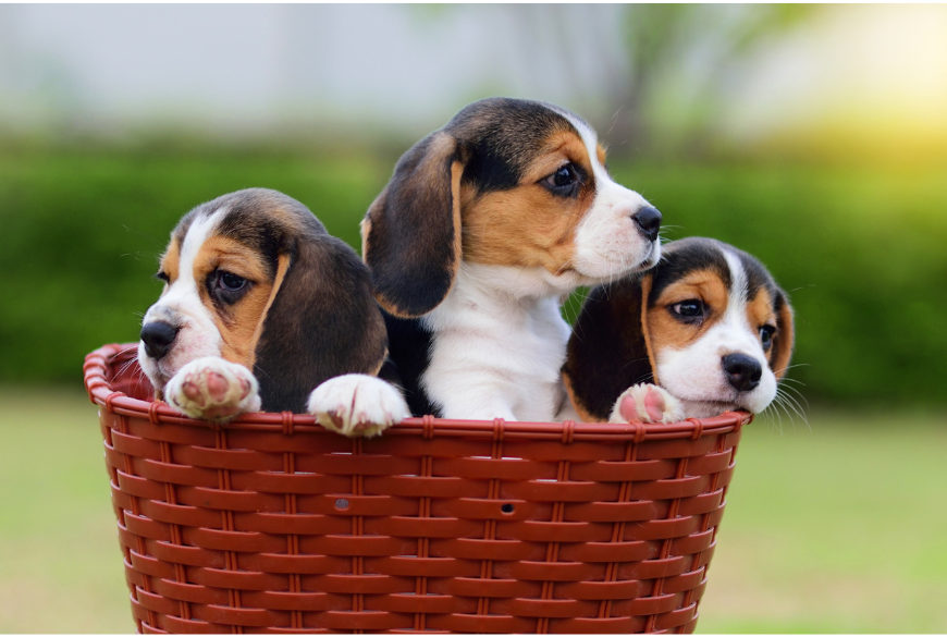 How to Manage Diabetes in Beagles