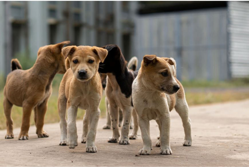 Unveiling the Sacred Side of Dogs in Hinduism