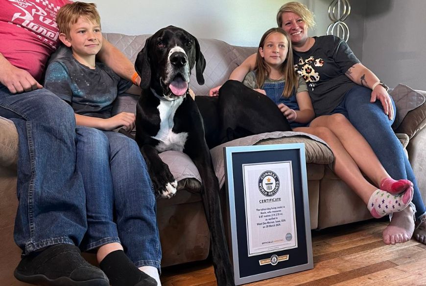World's Tallest Male Dog, Kevin, Dies Shortly After Securing Record
