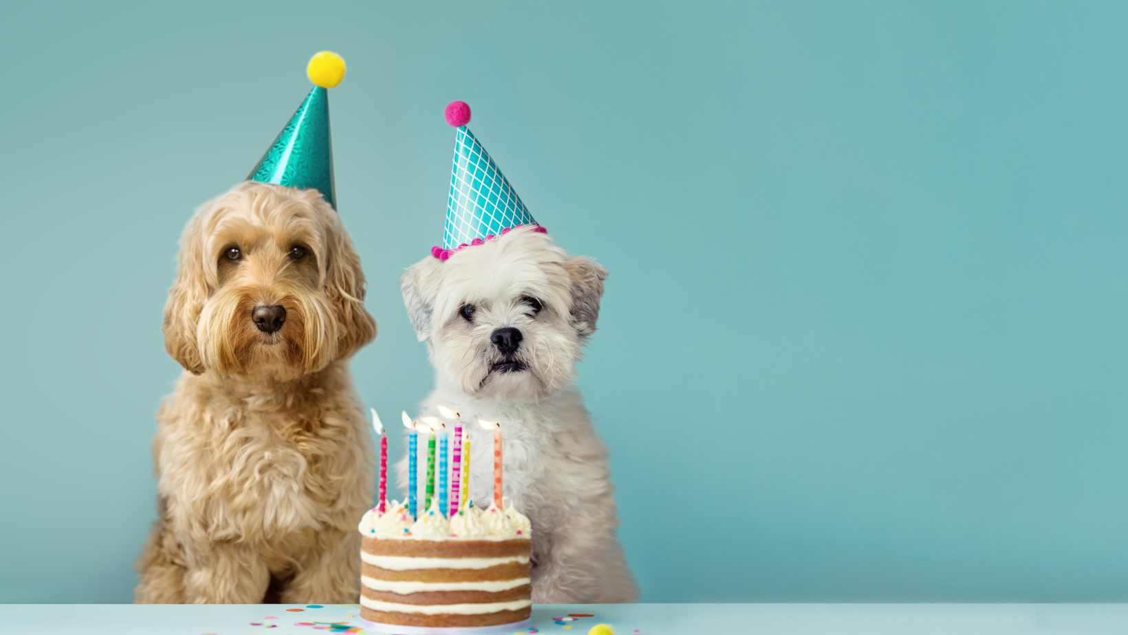 Birthday Party Ideas For Your Furry Friend - Dogopo