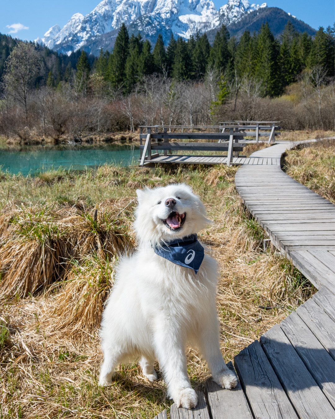 Why ASICS Chose a Samoyed Named Felix to Lead Their Wellness Campaign