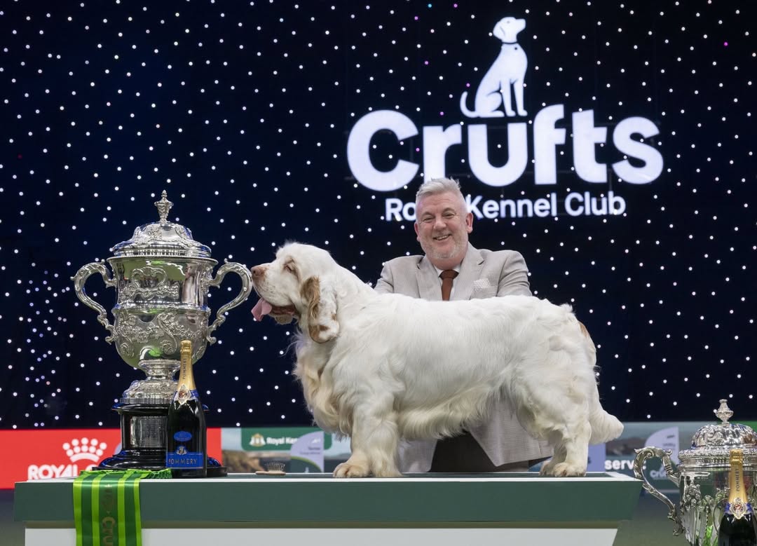 Historic Win for Clumber Spaniels as Bruin Takes Crufts 2026 Crown